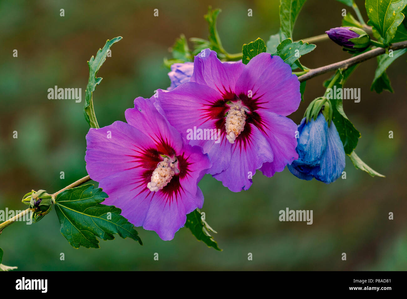 A branch with several opened flowers with violet petals and a white ...