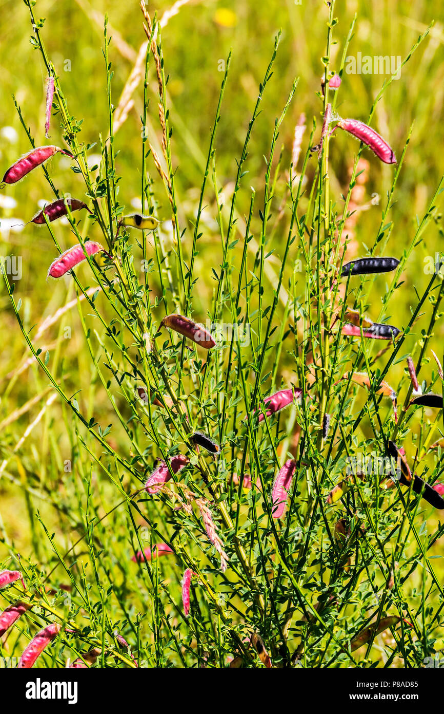 bright red pods with seeds of field grass in the middle of a meadow ...