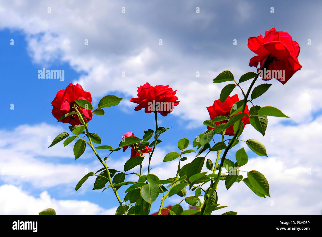 A bush of a red rose on a high stem with green petals and sharp spines ...