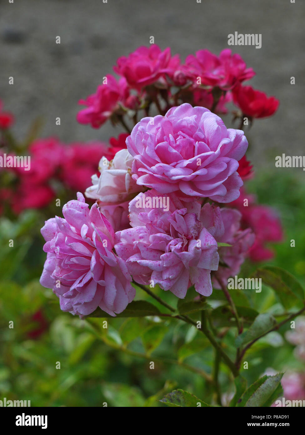A branch of pink roses on the background of a branch of crimson roses ...