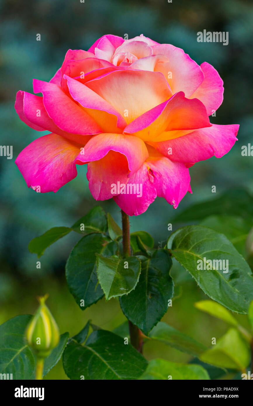 Rose petal stem thorns hi-res stock photography and images - Alamy