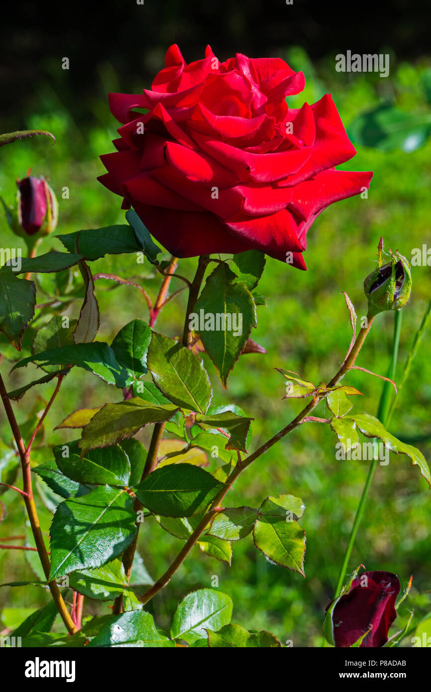Elegant red rose hi-res stock photography and images - Alamy
