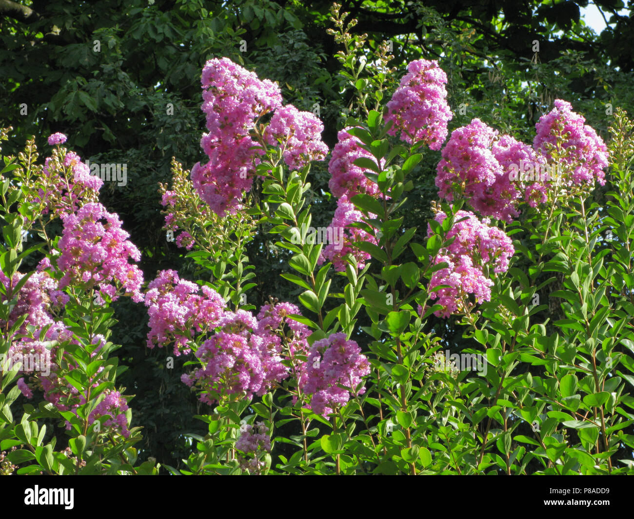 large fluffy clusters of pink flowers on a high stalk illuminated by ...