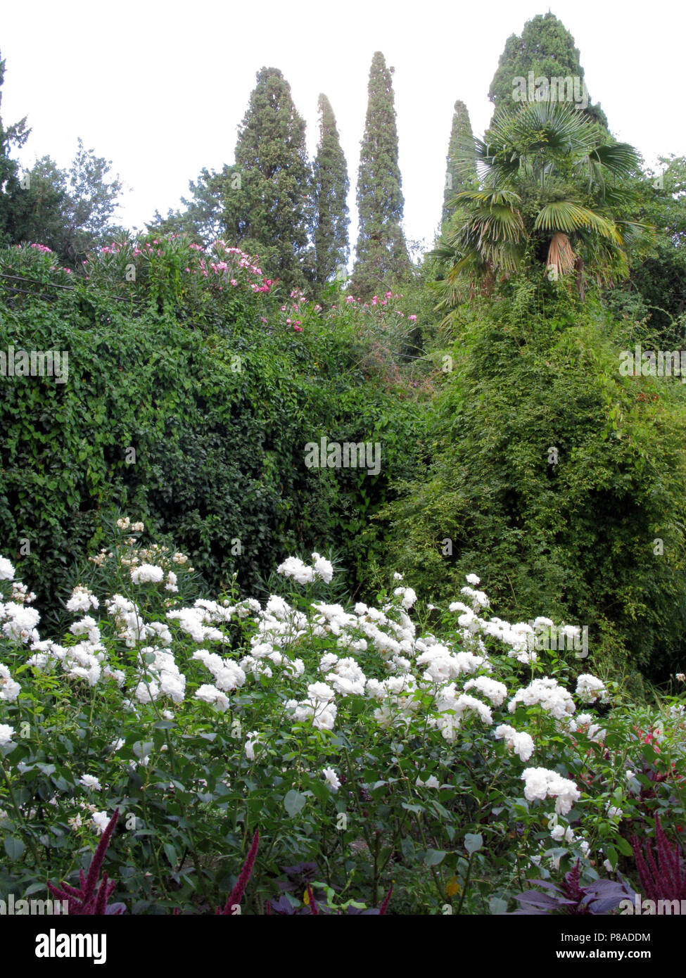 A row of white roses bushes with pink amaranth tails in a green park ...