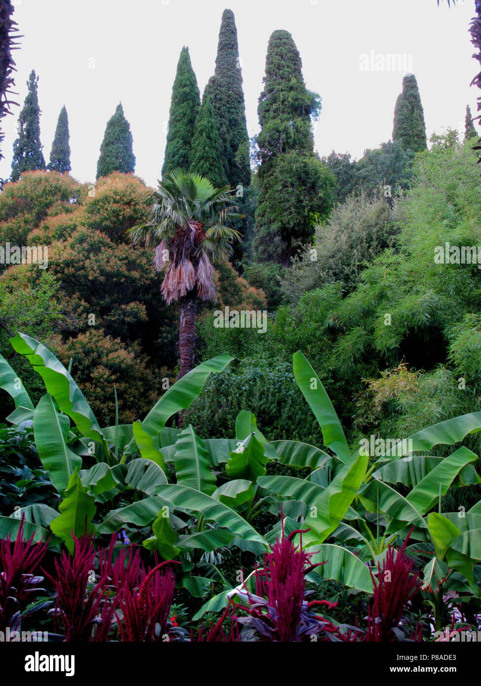 Sunlight sunny day garden shrubs background hi-res stock photography ...