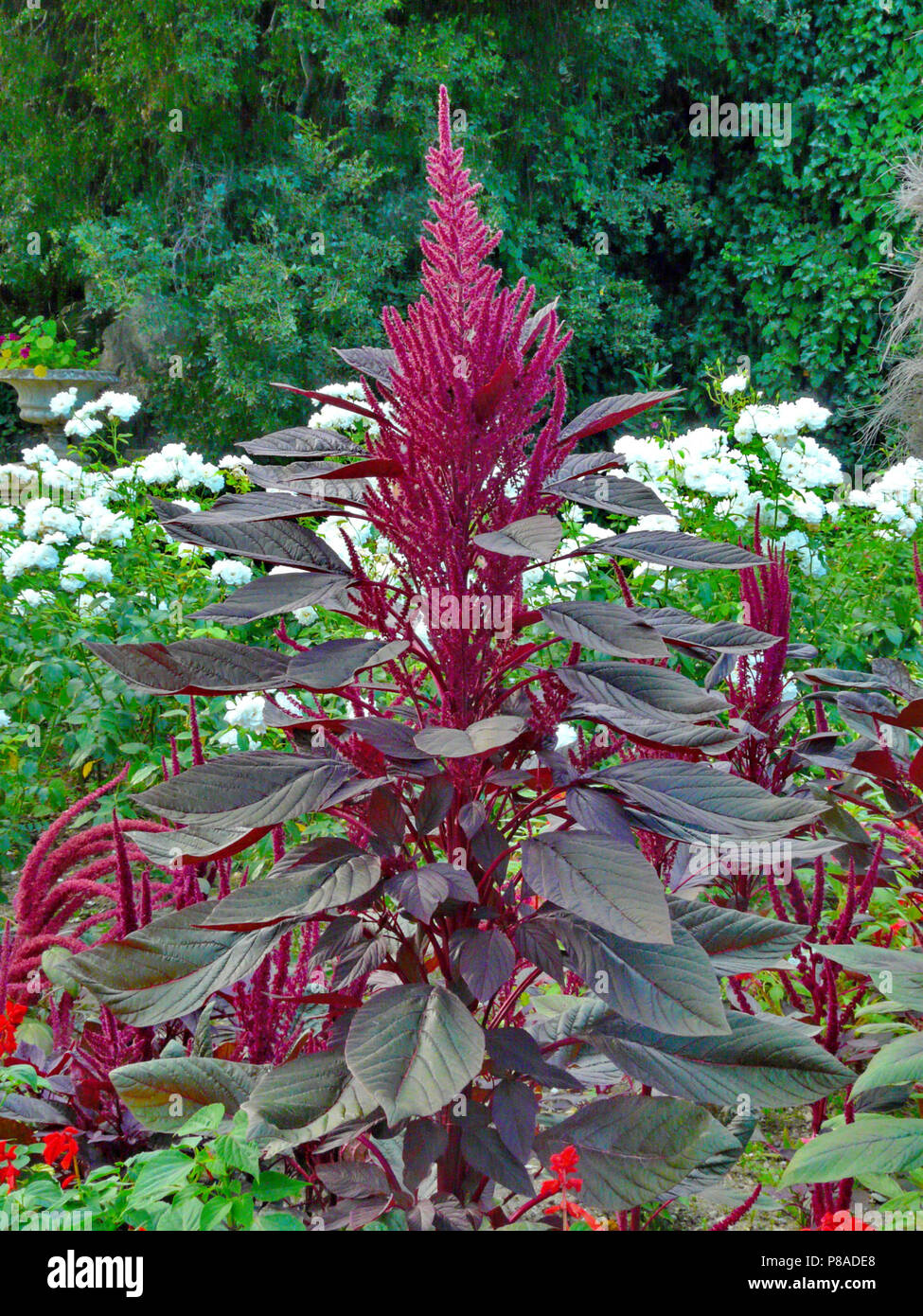 dark red decorative flowering grass against a background of white ...