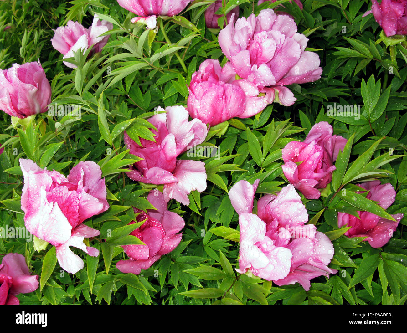 Beautiful flowers of peonies with delicate petals with drops of dew and ...