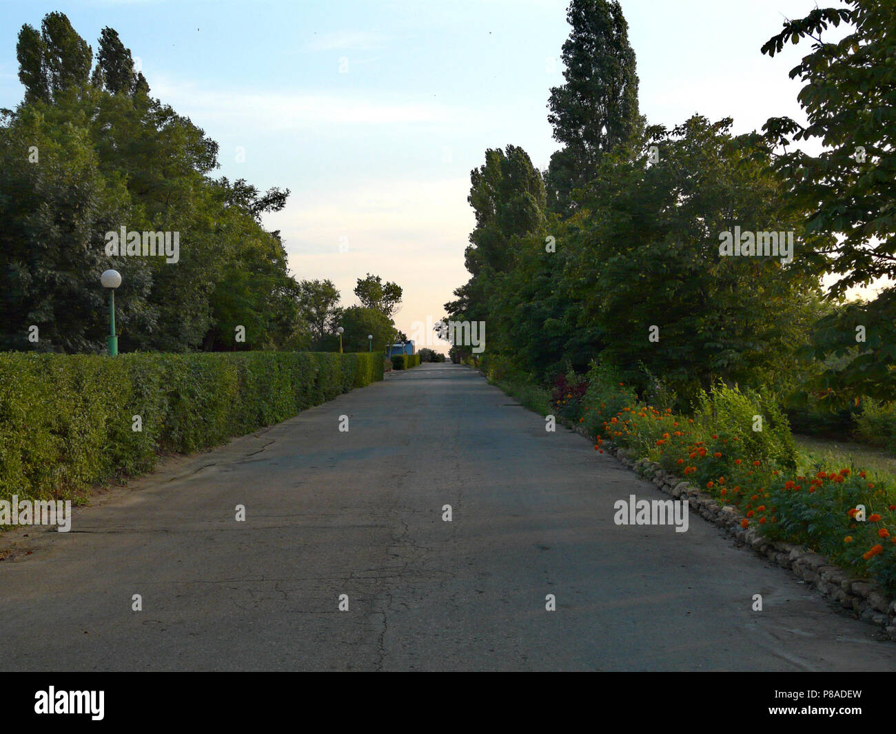 Park Alley with tall trees against the beautiful blue sky . For your ...