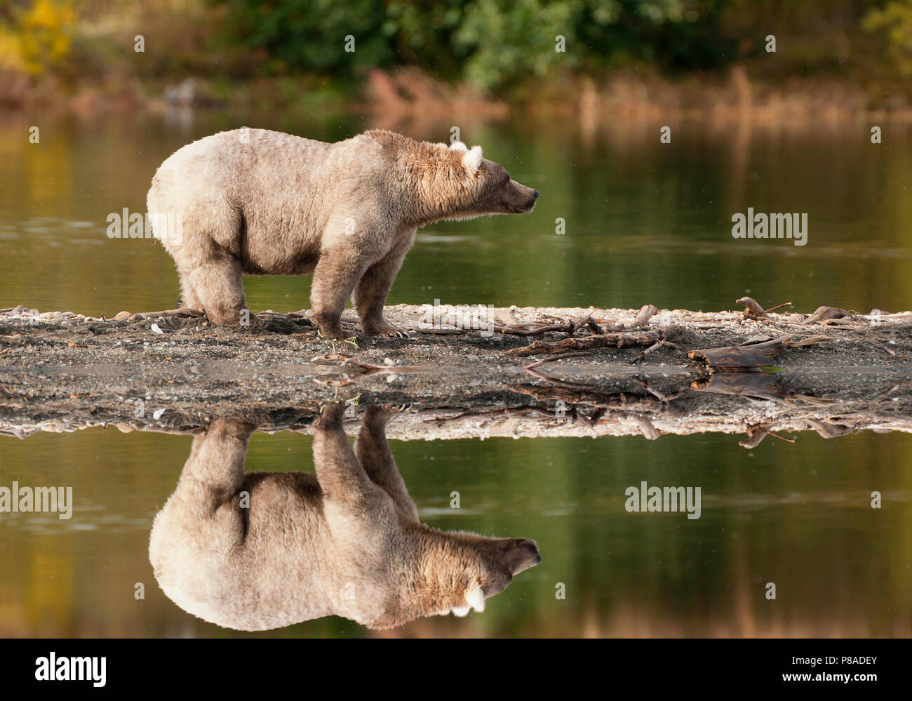 Brown Bear Foggy Dawn, Katmai National Park, Alaska Stock Photo - Alamy