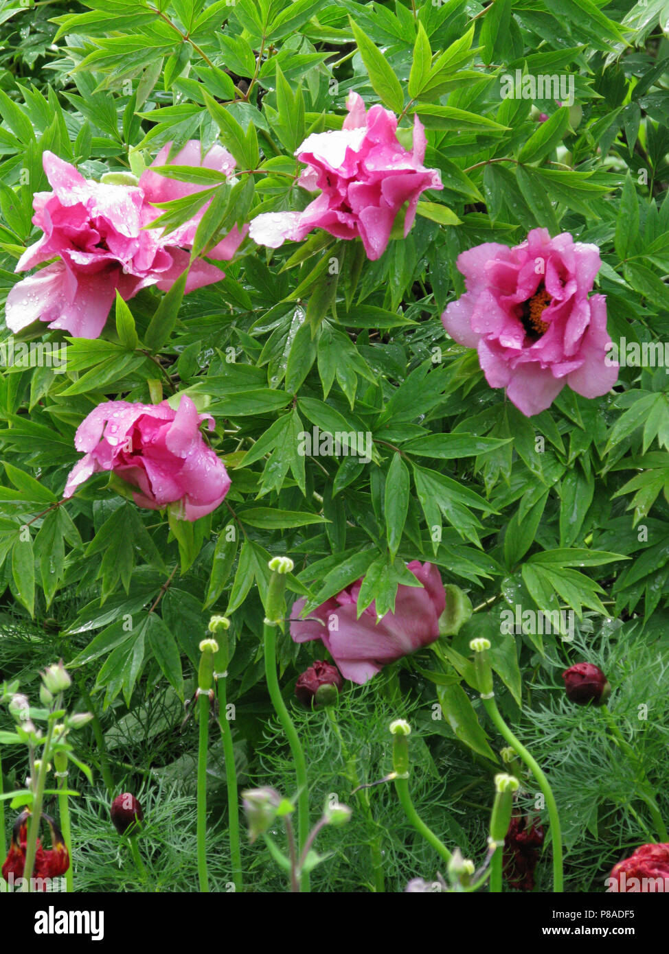 A lush bush of peonies with dense leaves and flowers with already ...