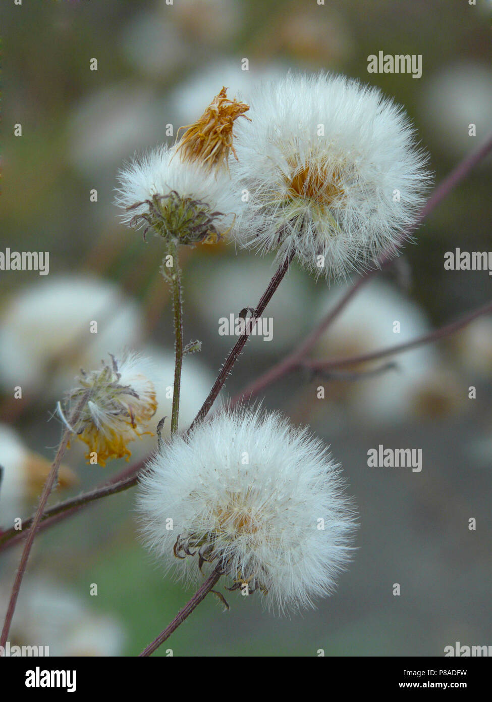Thin curved stems hi-res stock photography and images - Alamy