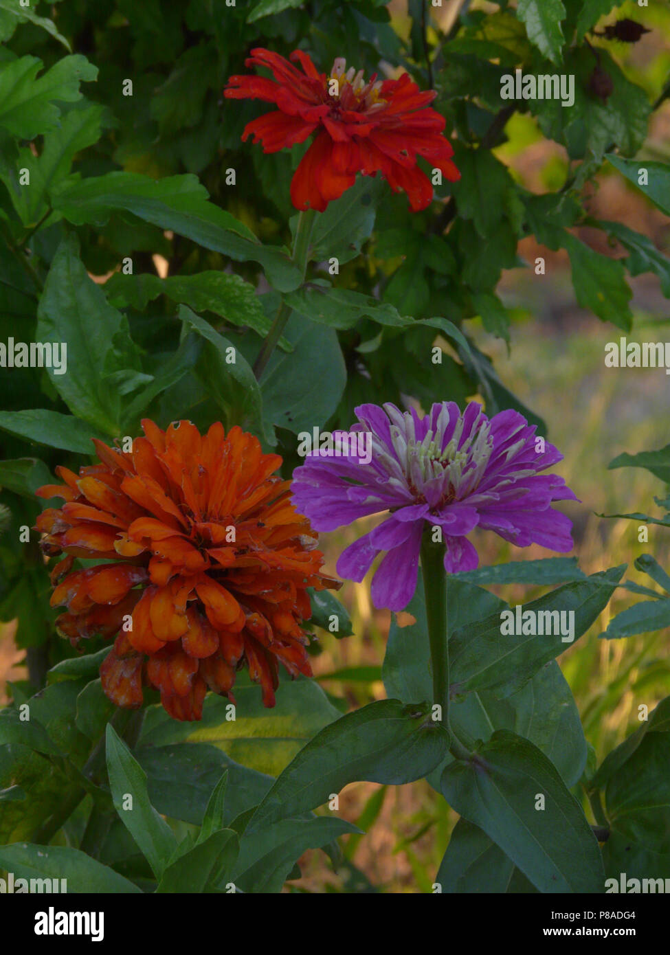 Beautiful blossoming red and violet flowers with lush petals and green ...