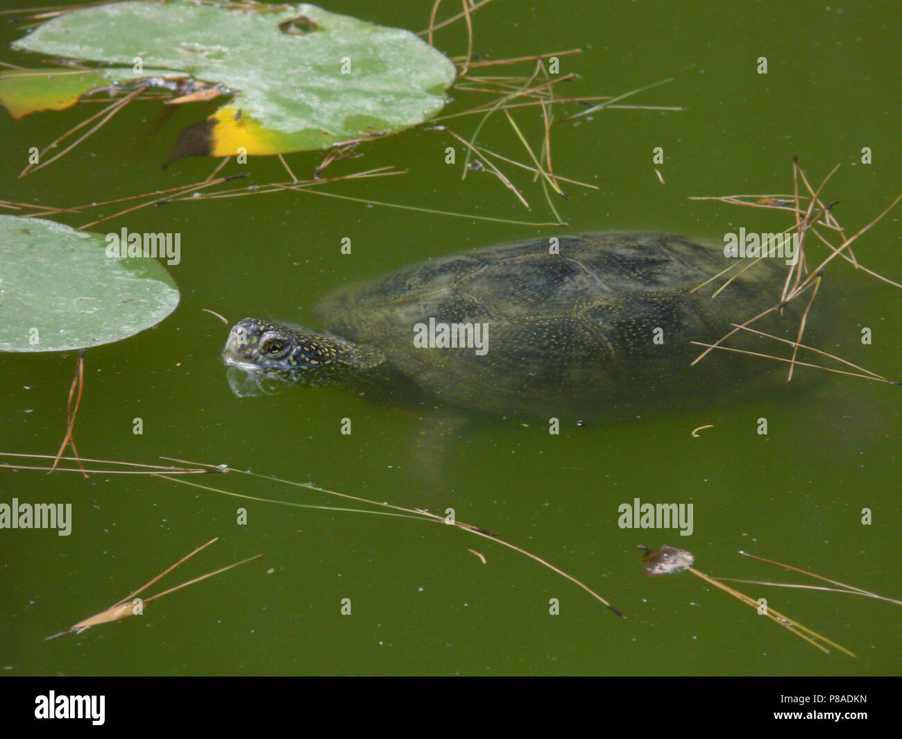 A turtle swimming in a green pond among water lilies and other river ...