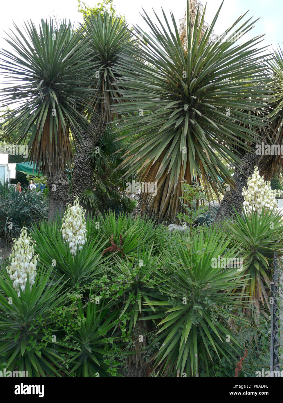 Yucca palms hi-res stock photography and images - Alamy