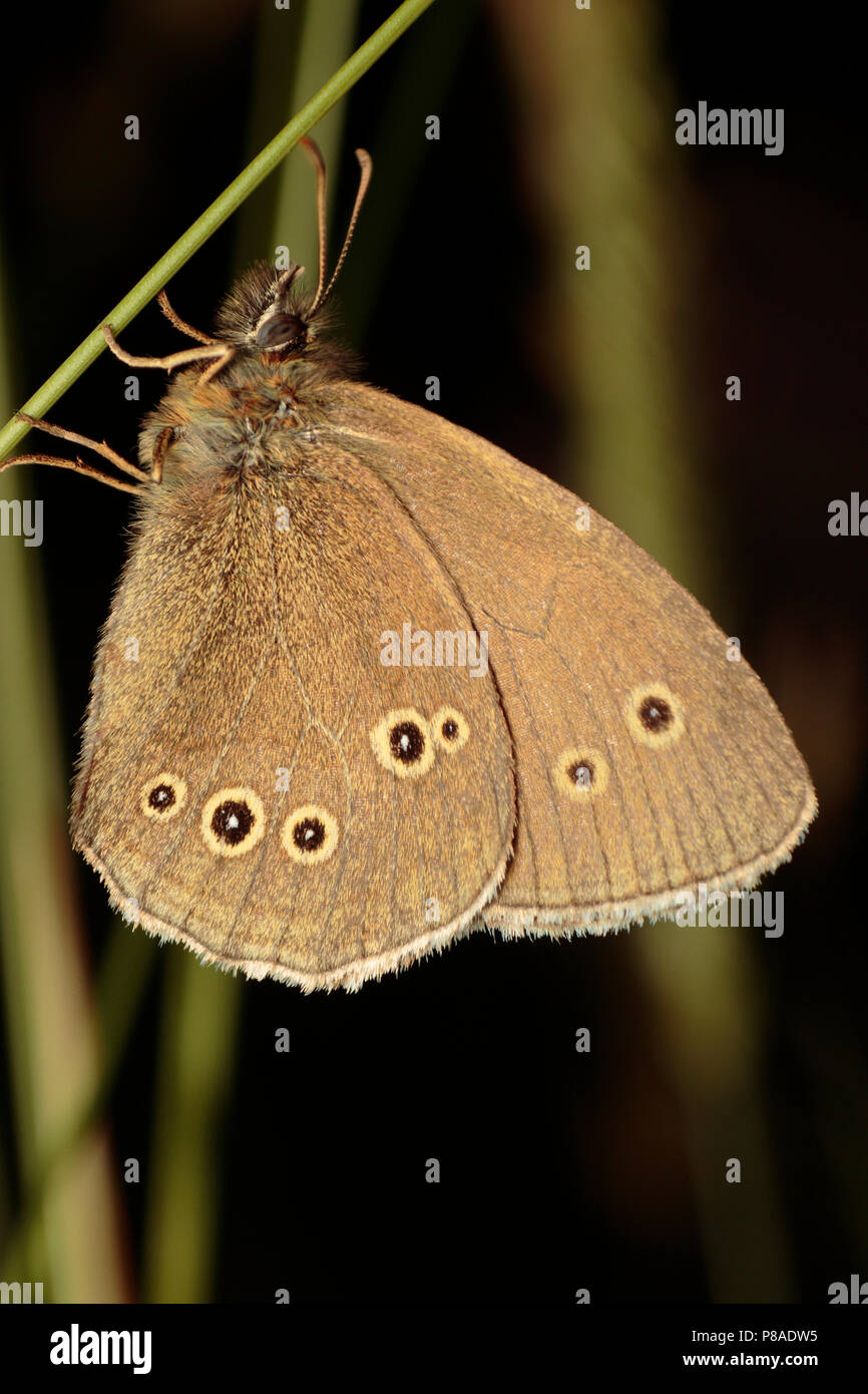 Insect anatomy photographs hi-res stock photography and images - Alamy