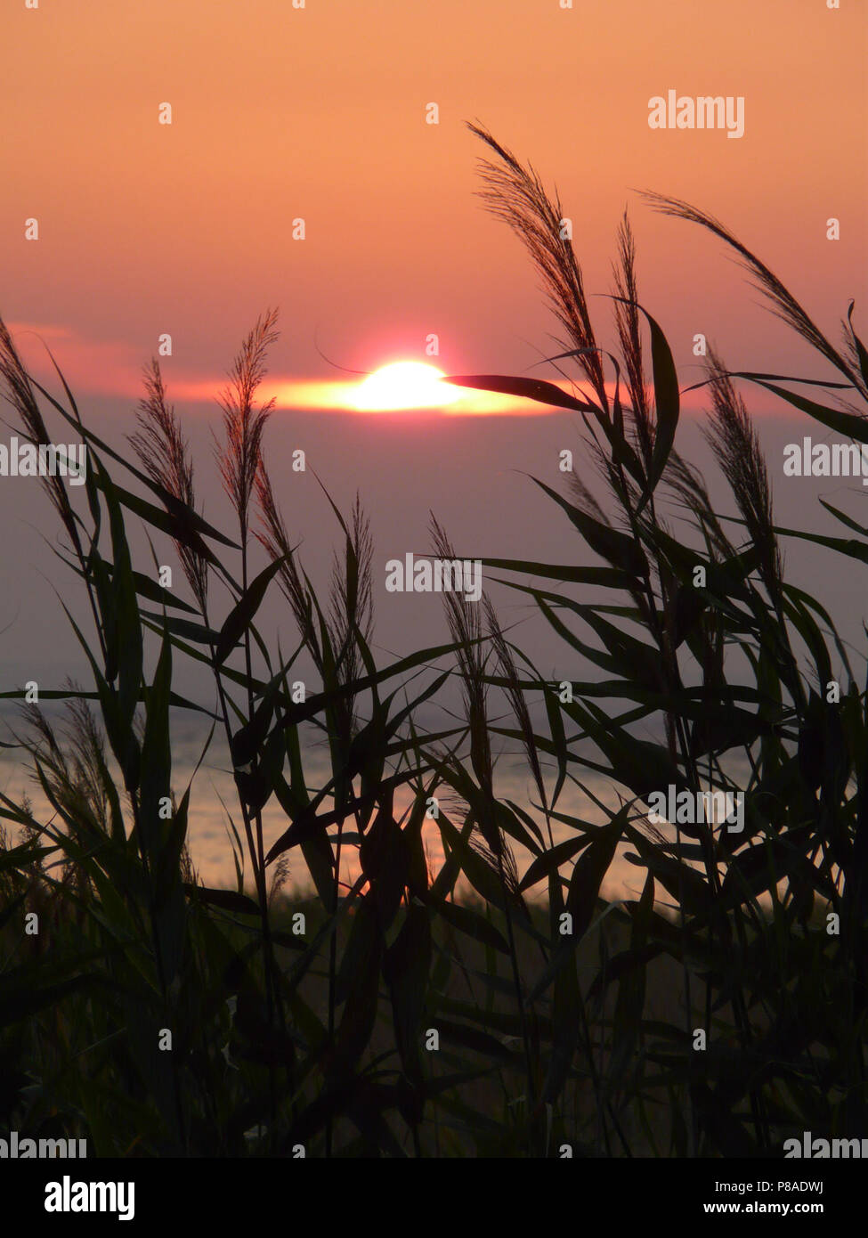 reeds in the background of a beautiful light purple sunset . For your ...