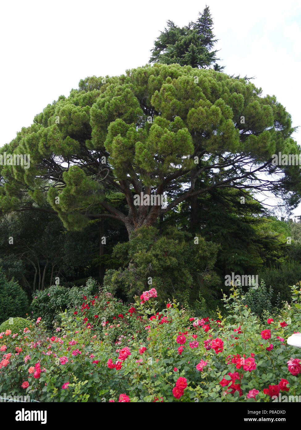 A beautiful fluffy pine tree stands in a park above a flower of red ...