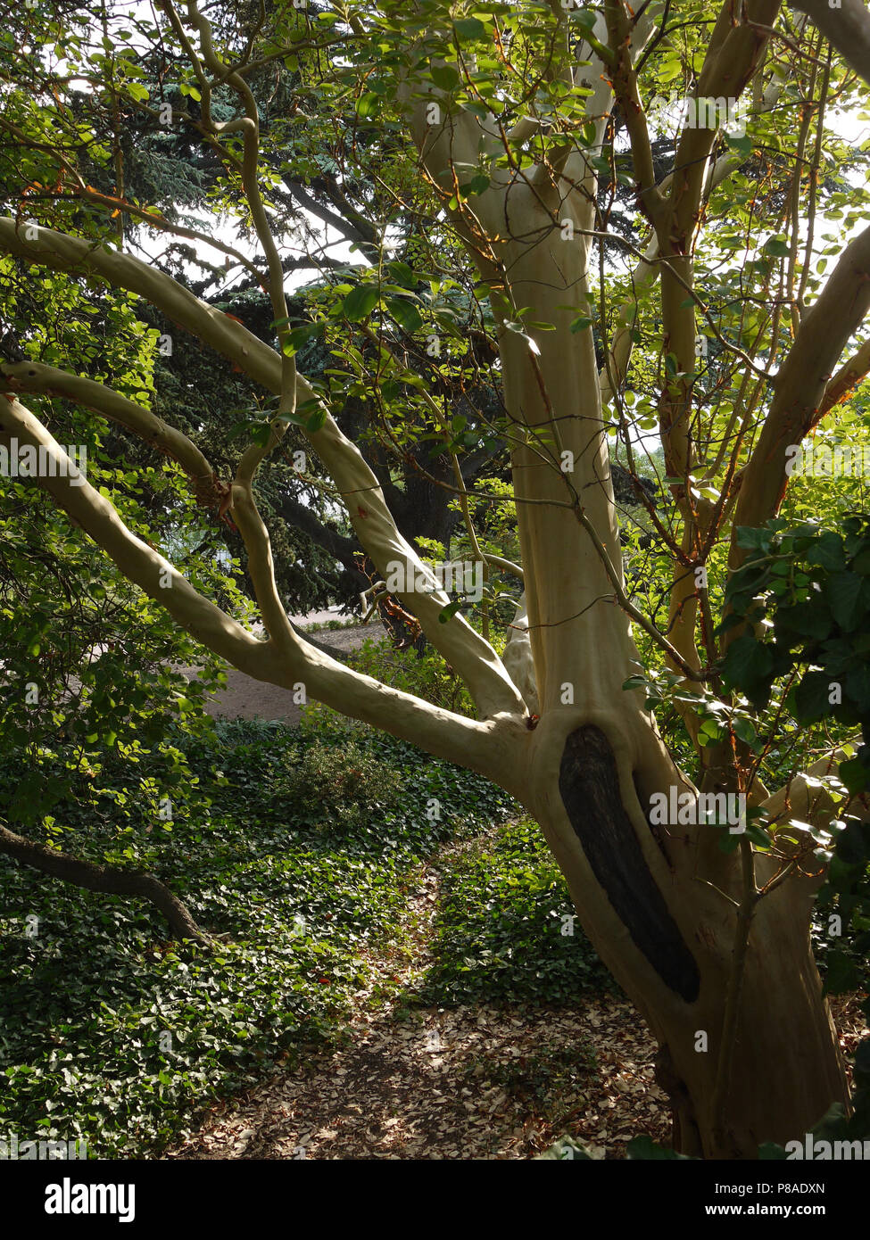 The trunk of a wonderful, flexible tree with a smooth bark lurking in ...