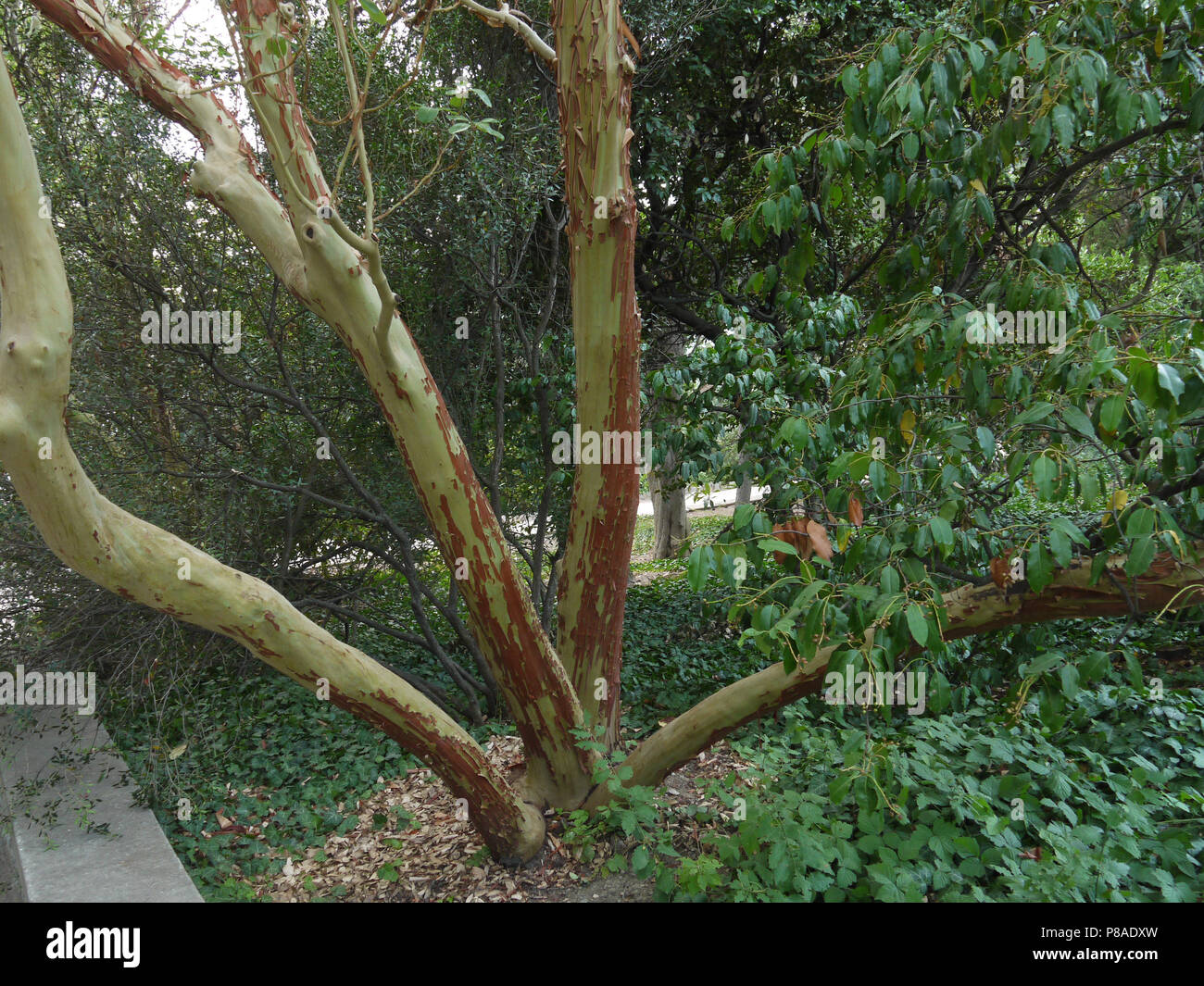 An interesting tree in a park with trunks without branches stretching ...