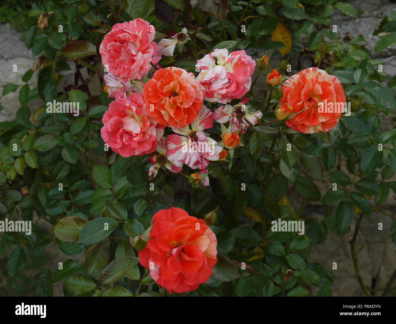 Two tone roses hi-res stock photography and images - Alamy