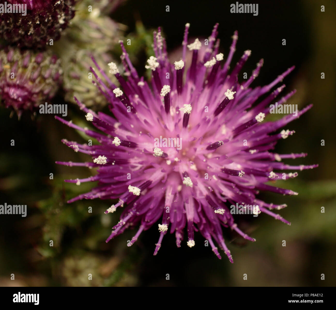 Creeping Thistle in flower showing pollen grains Stock Photo - Alamy
