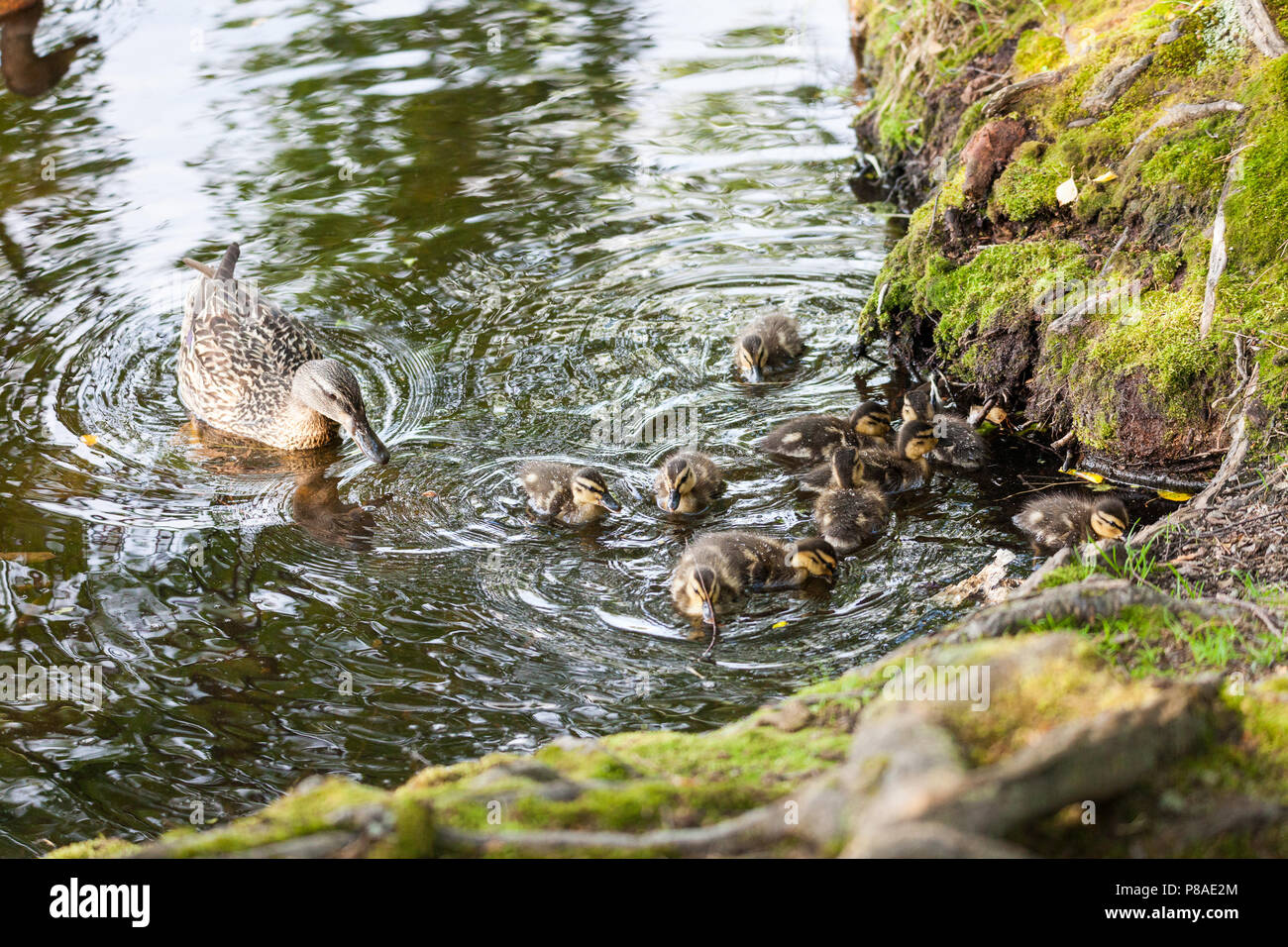 Young ducklings in nature Stock Photo - Alamy