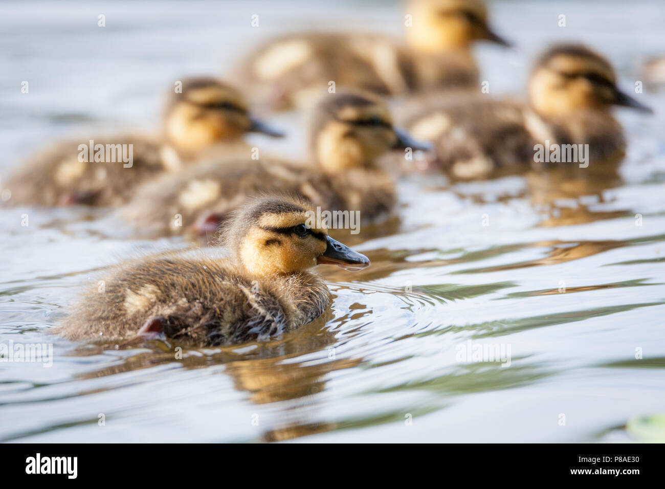 Adorable ducklings hi-res stock photography and images - Alamy
