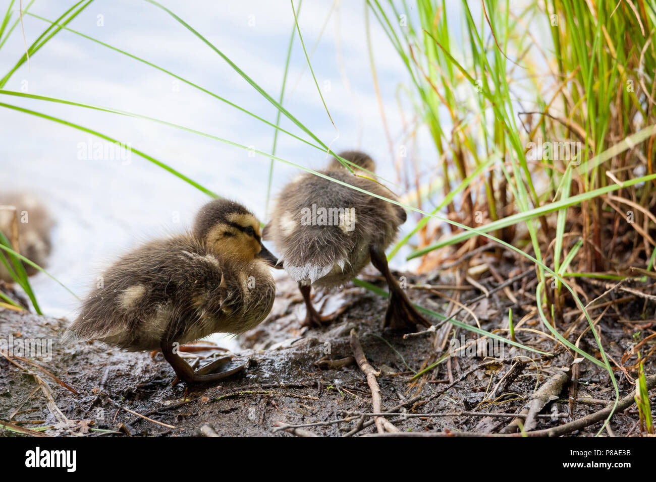 Little yellow ducks hi-res stock photography and images - Alamy