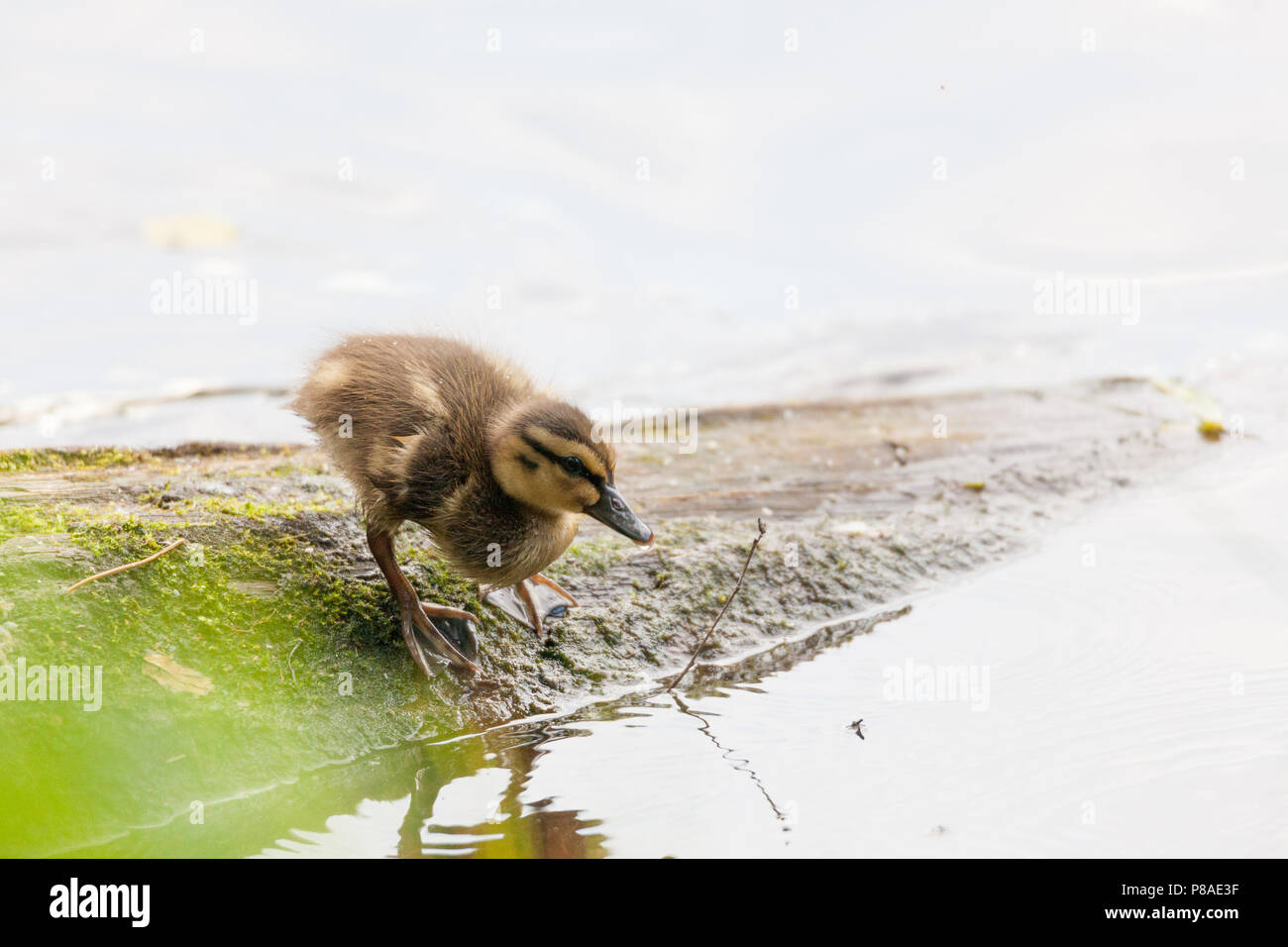 Young ducklings in nature Stock Photo - Alamy