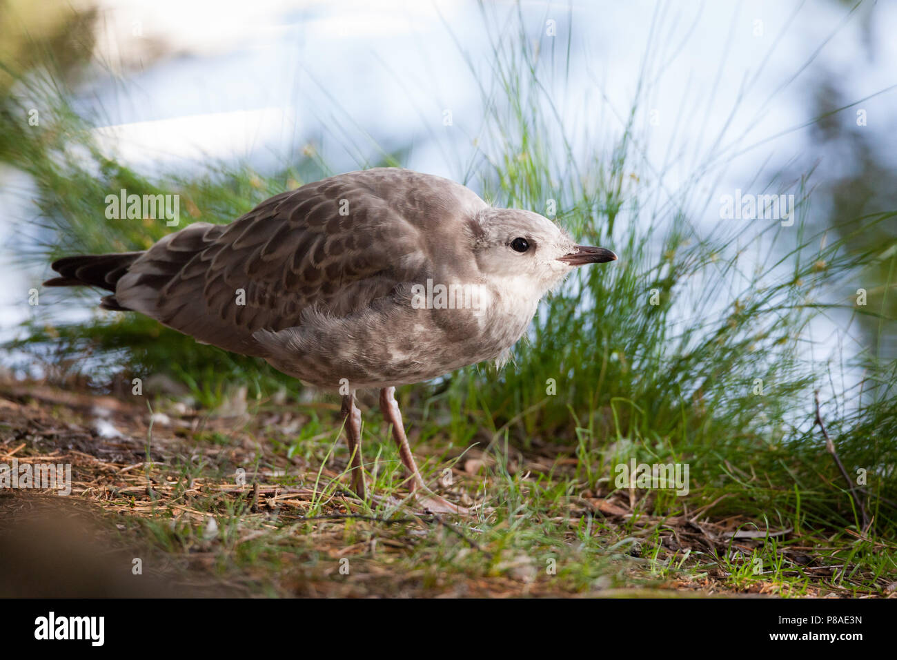 Young seagull hi-res stock photography and images - Alamy