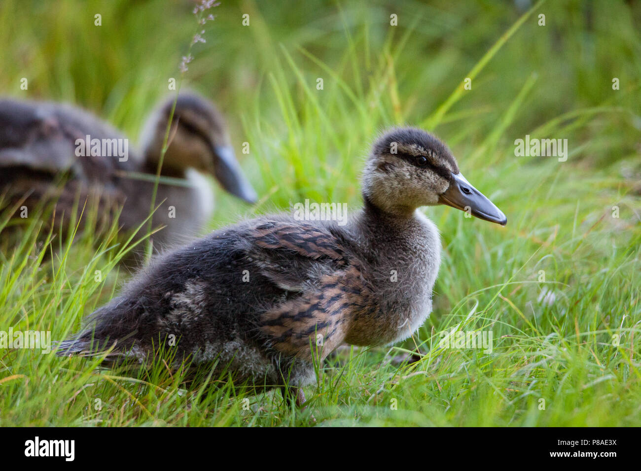 Young bird siblings hi-res stock photography and images - Alamy