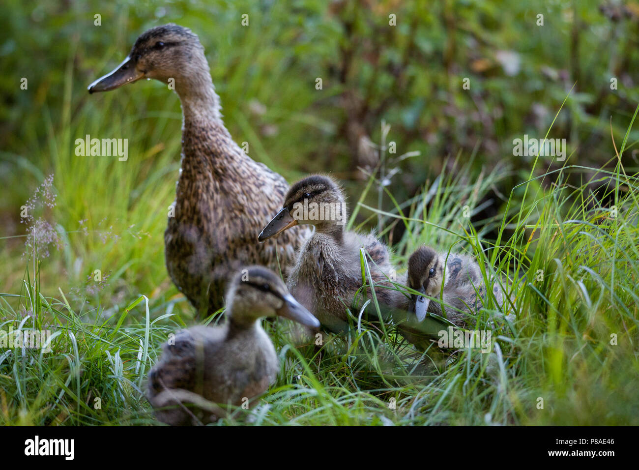 Ducklings in summer hi-res stock photography and images - Alamy