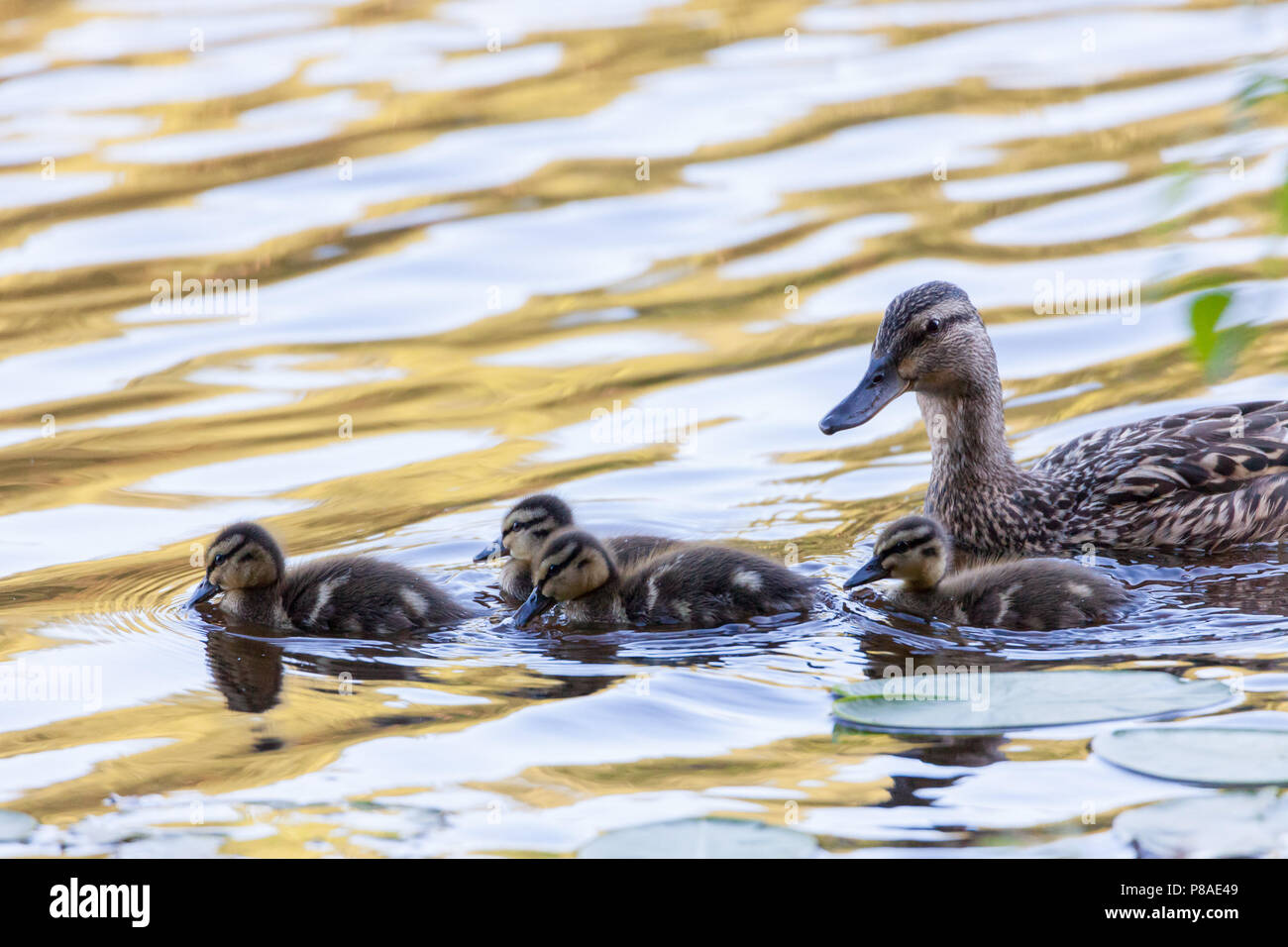 Young ducklings in nature Stock Photo - Alamy