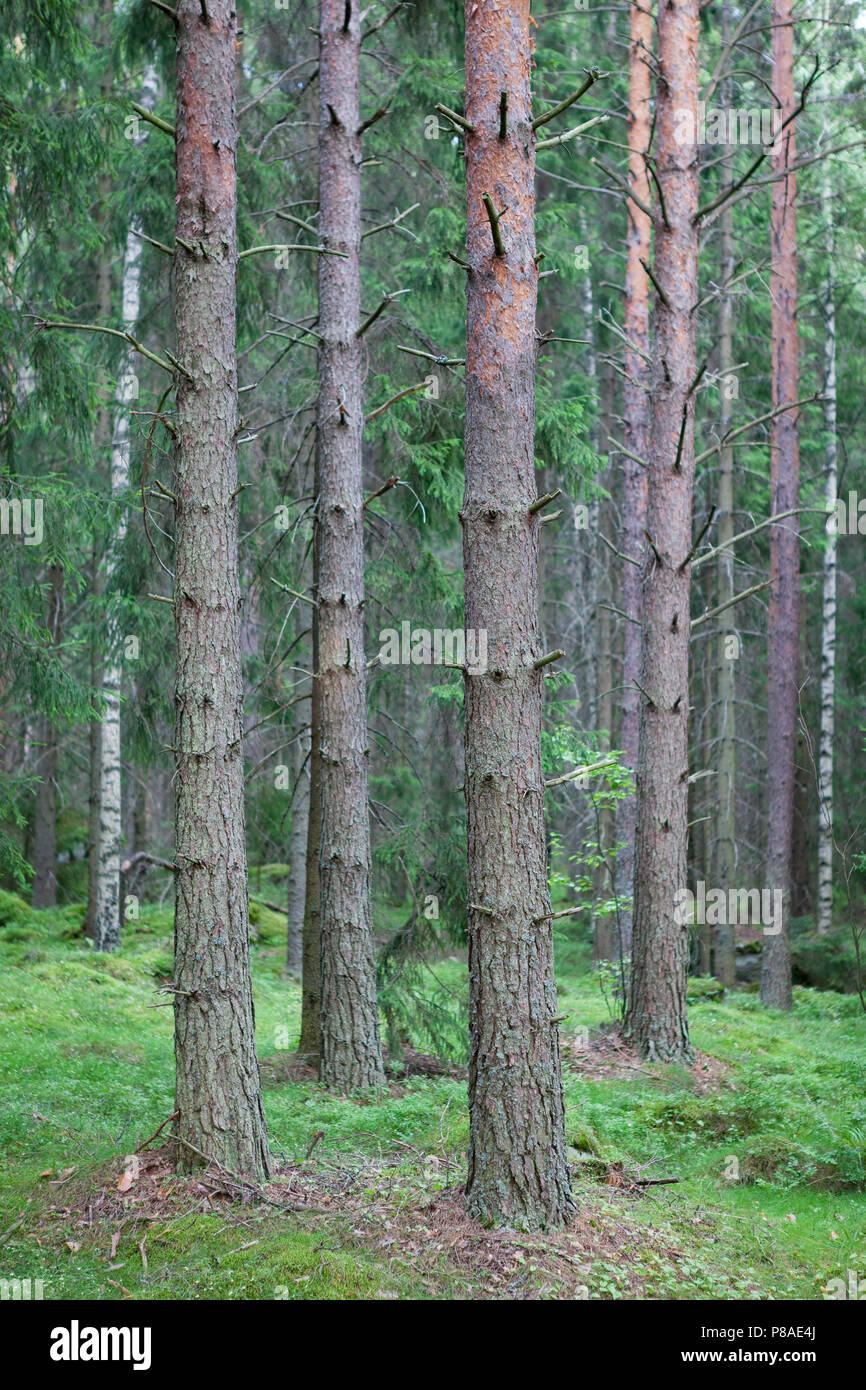 Tree trunks in forest Stock Photo - Alamy