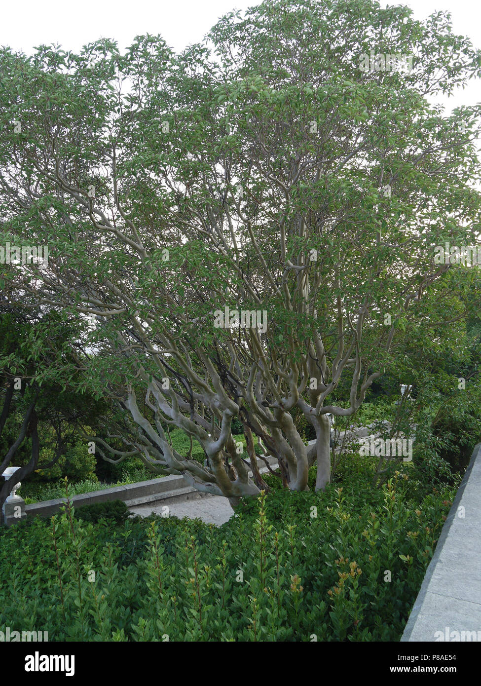beautiful smooth-haired branch tree in a botanical garden near the ...