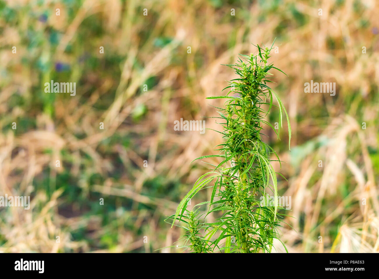 Wild cannabis hi-res stock photography and images - Alamy