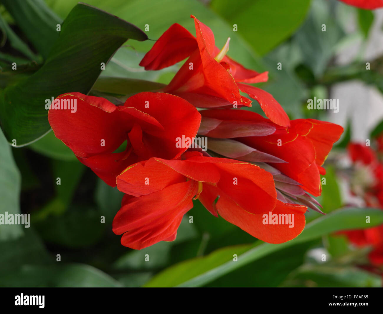 Delicate red flower with large lush petals and small green leaves . For ...