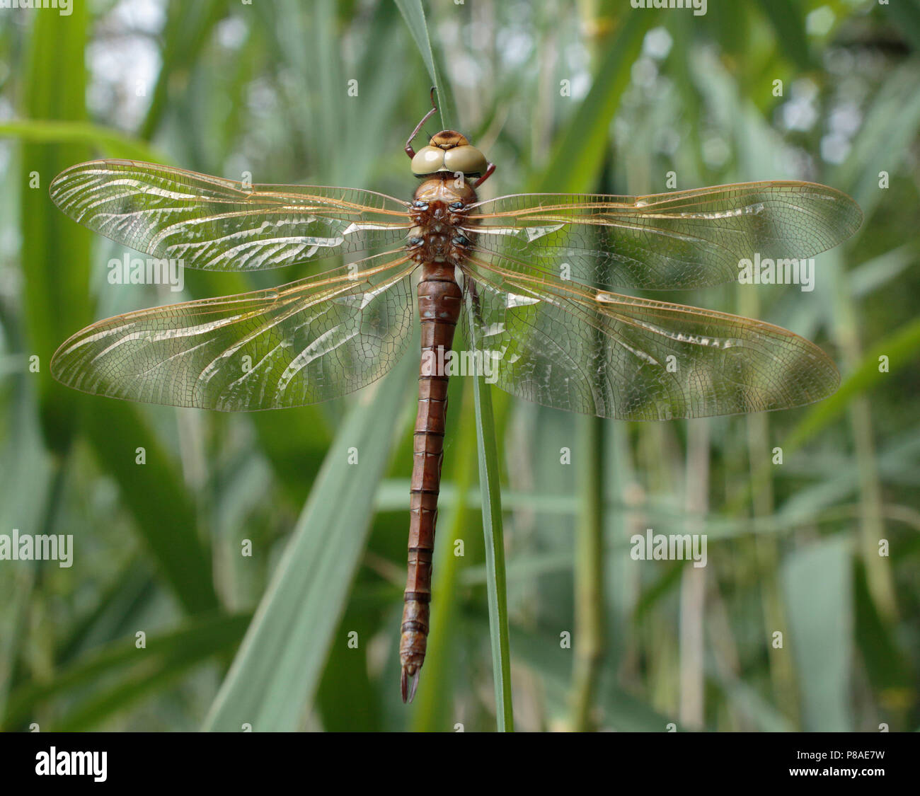 Brown Hawker Dragonfly Stock Photo - Alamy