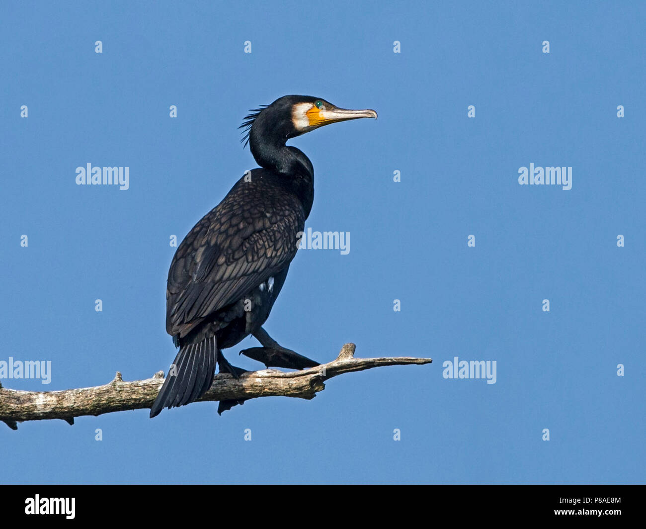 Cormorant phalacrocorax carbo perched hi-res stock photography and ...