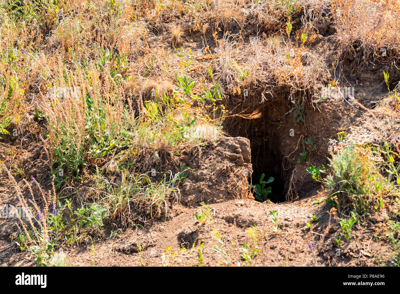 Foxhole in the ground close Stock Photo - Alamy