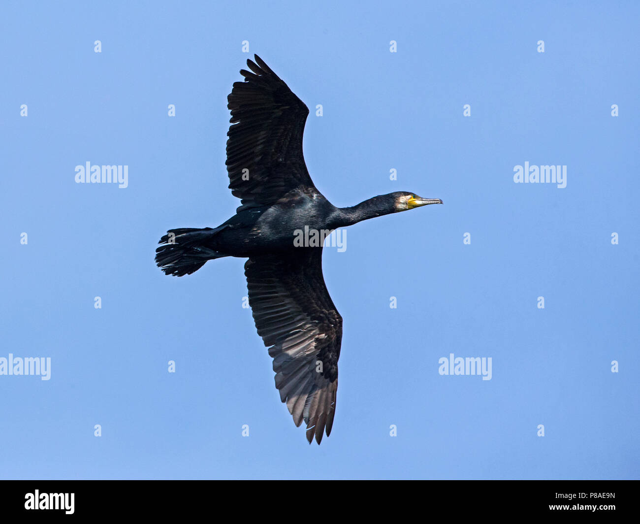 Cormorant birds in flight hi-res stock photography and images - Alamy