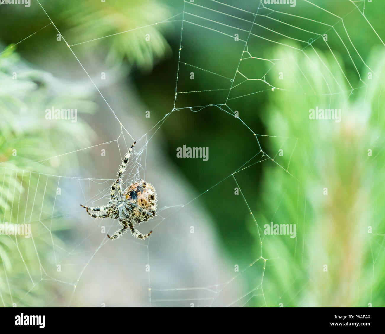 spider in the garden making a web Stock Photo - Alamy