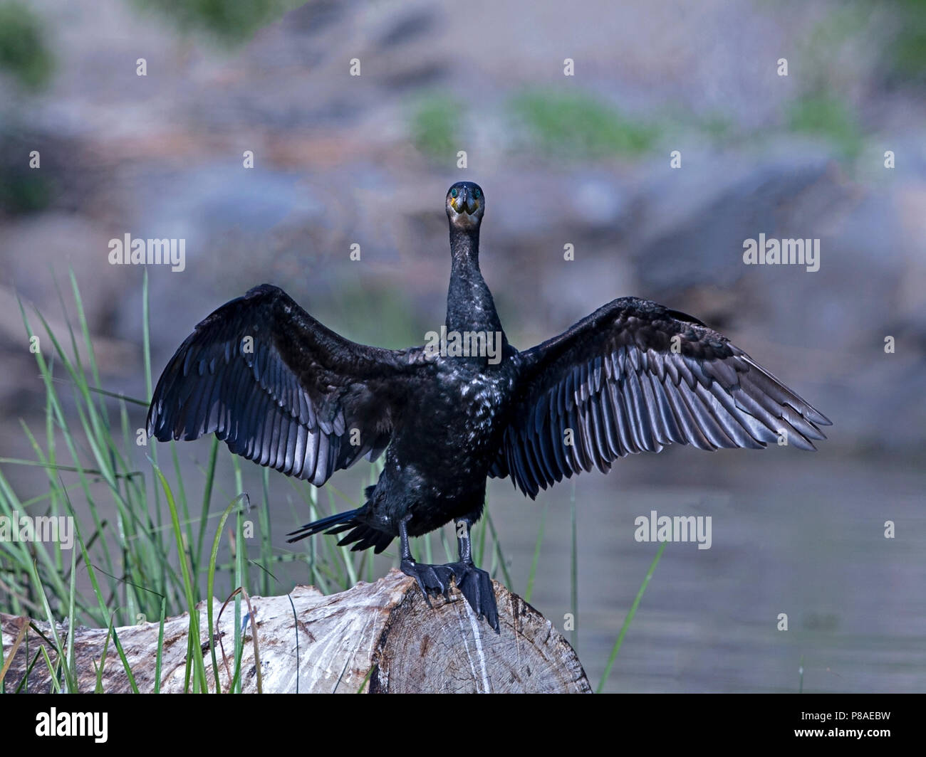Cormorant with wings spread hi-res stock photography and images - Alamy