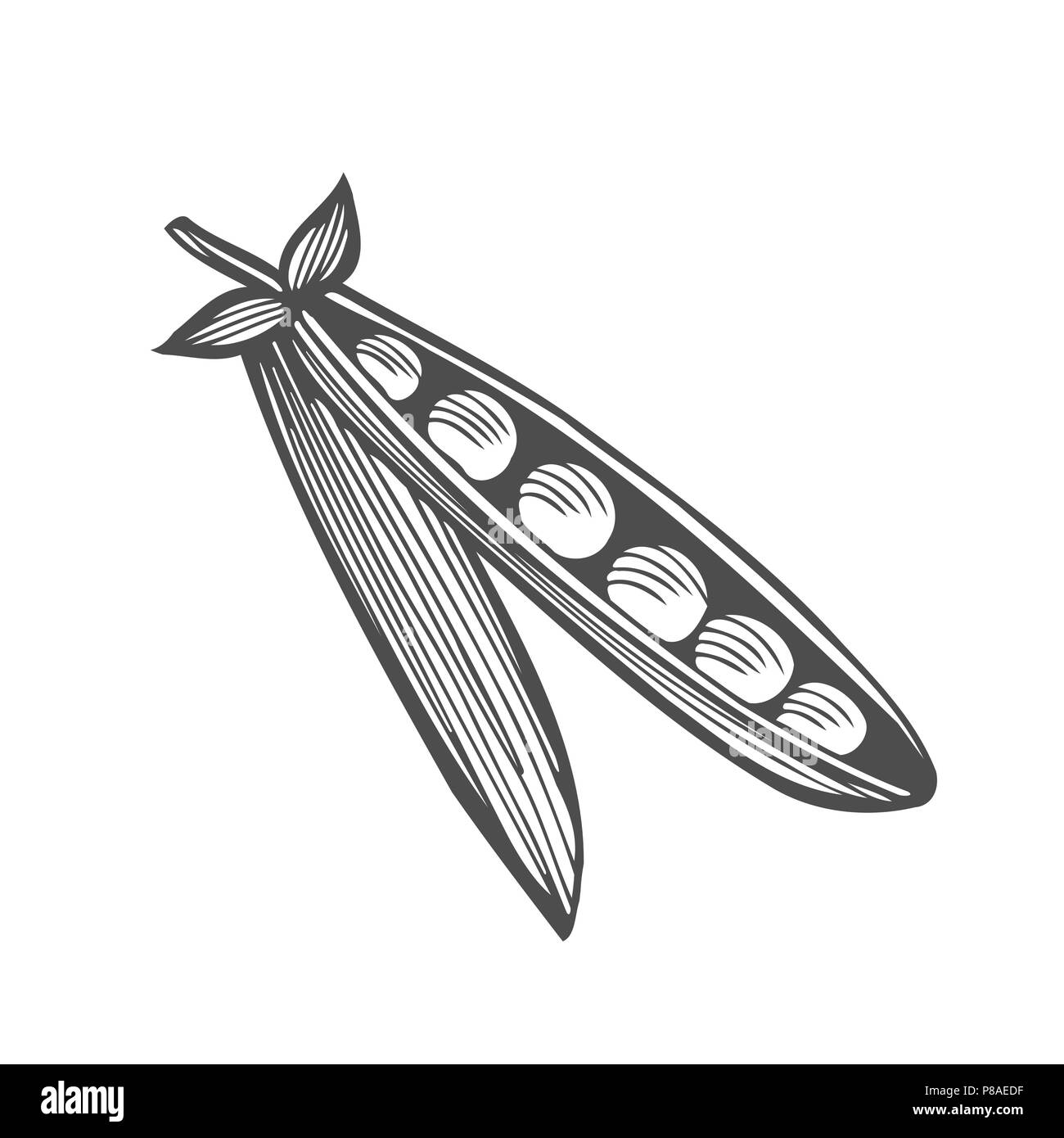 Pea hand drawn vector illustration. Isolated Vegetable engraved style ...