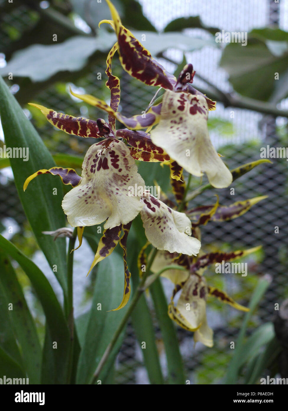 an exotic spotted flower of an orchid with unusual forms of petals ...