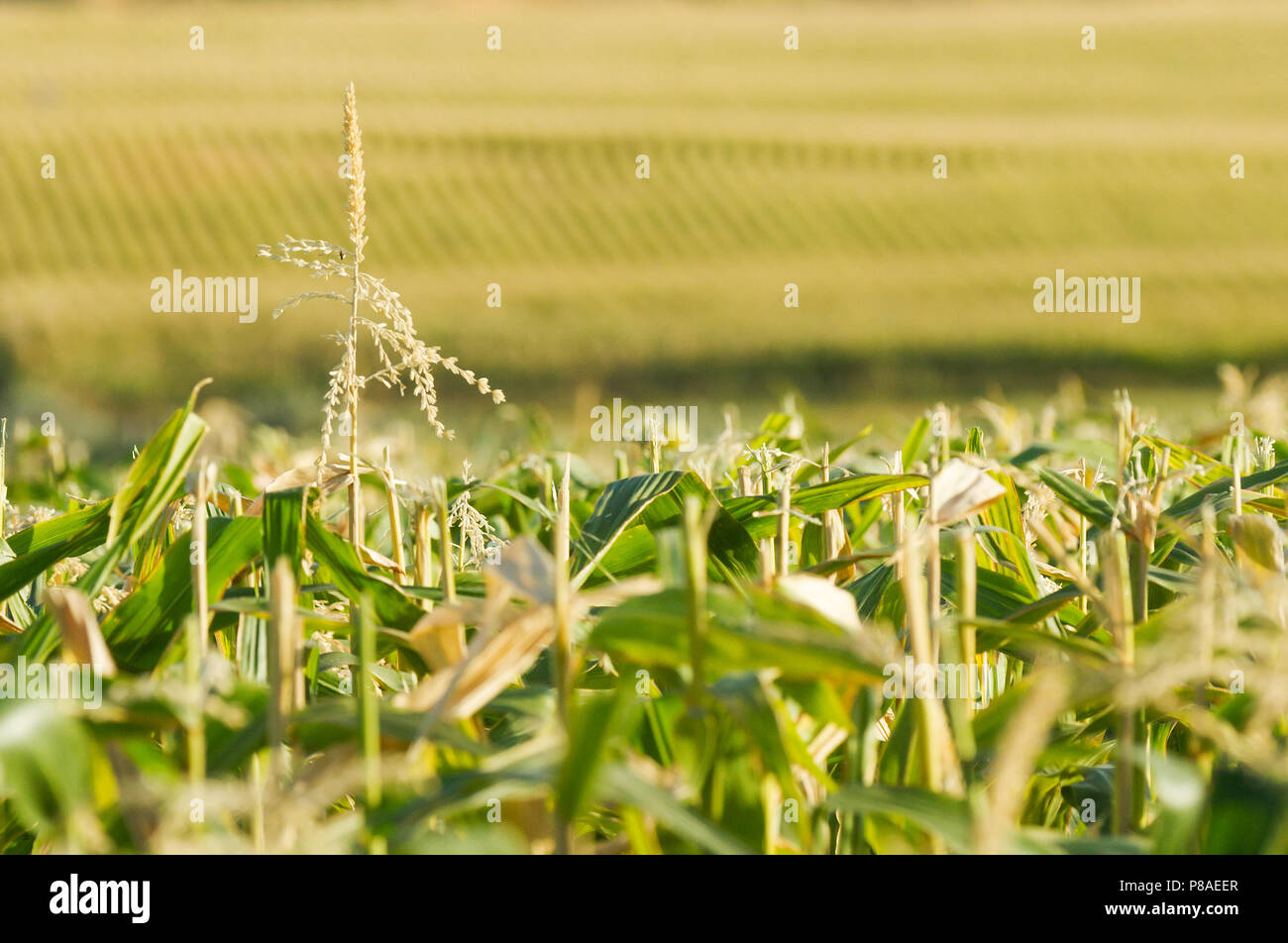 Biofuel field yellow environment hi-res stock photography and images ...