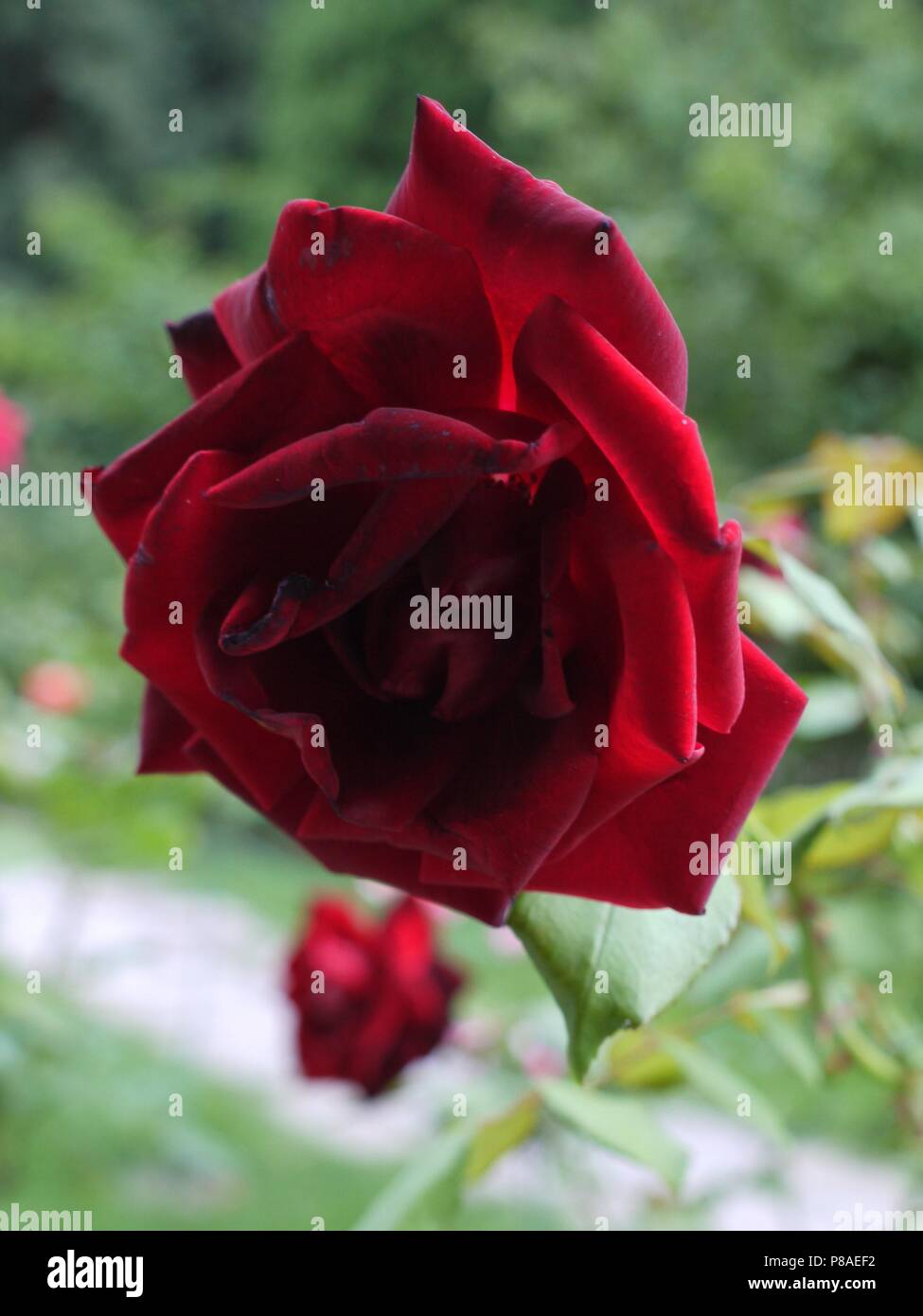 dark red velvet rose on a blurry background of greenery and other roses ...