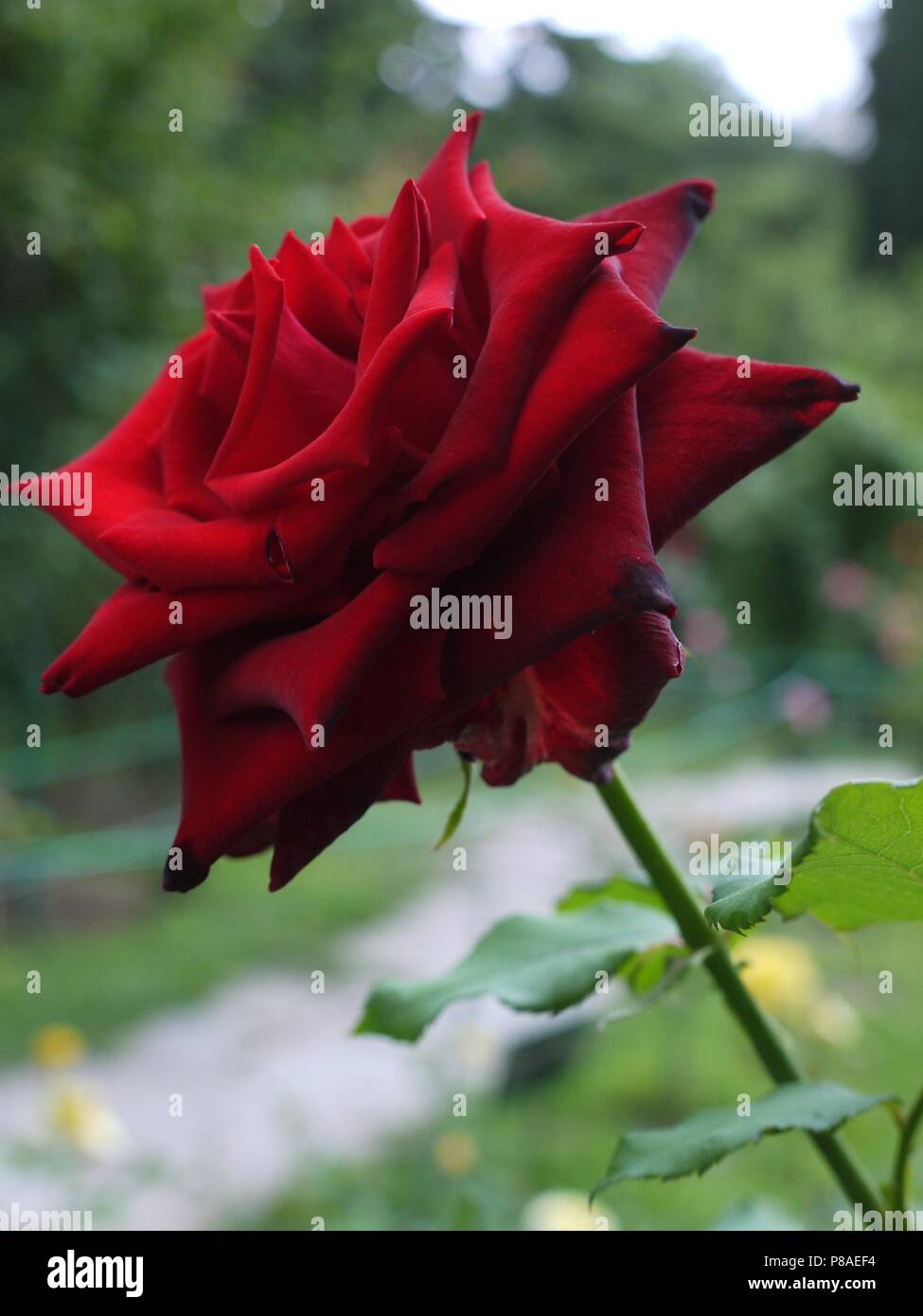 Unfolded petals hi-res stock photography and images - Alamy