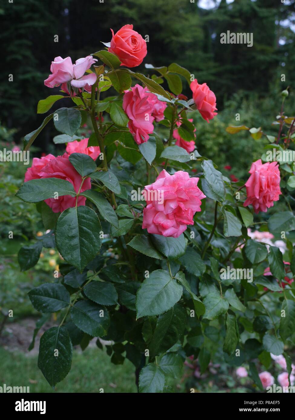 Rose bush, pink in different shades. Beautiful and romantic . For your ...