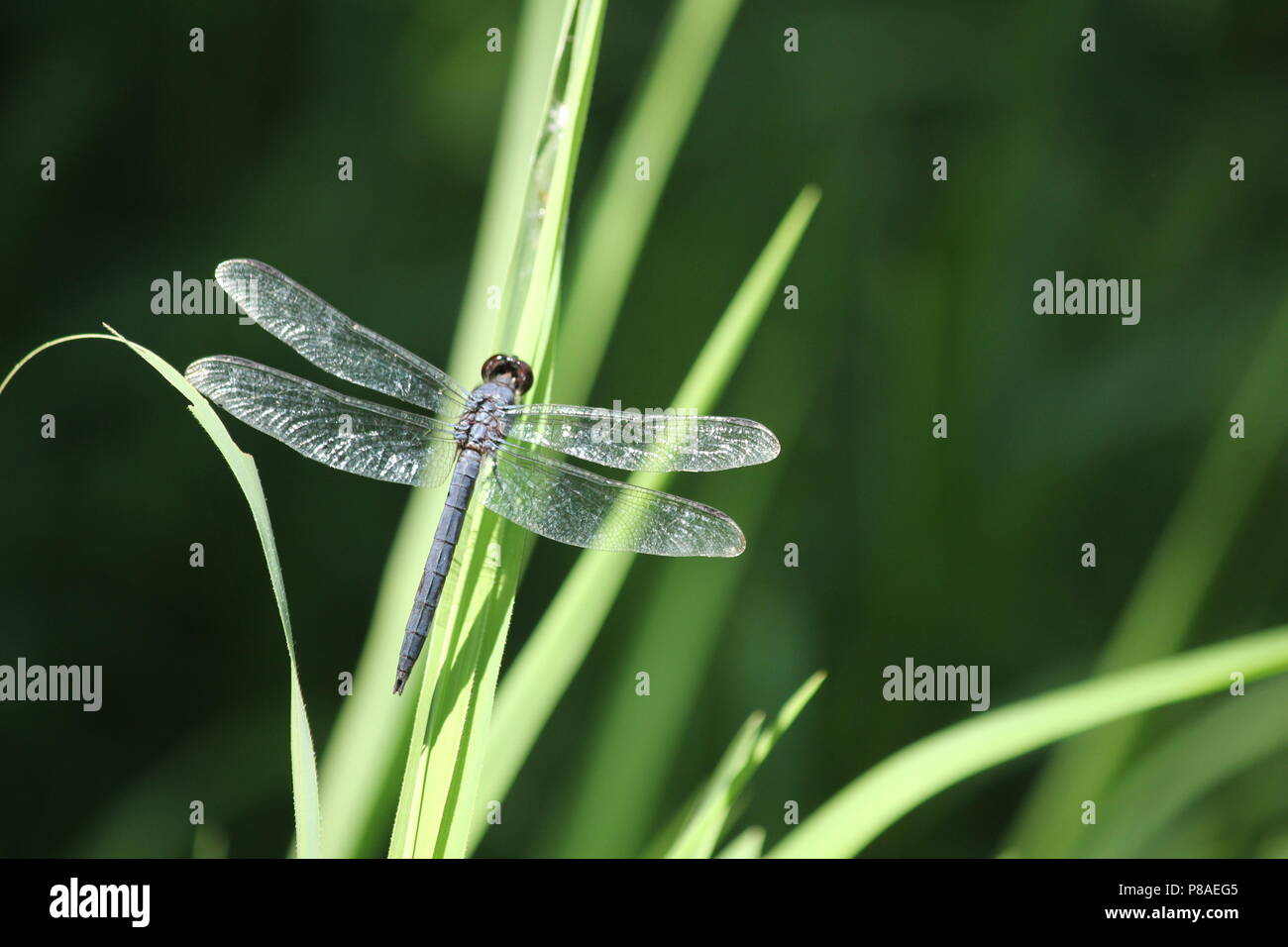 Fly doors hi-res stock photography and images - Alamy